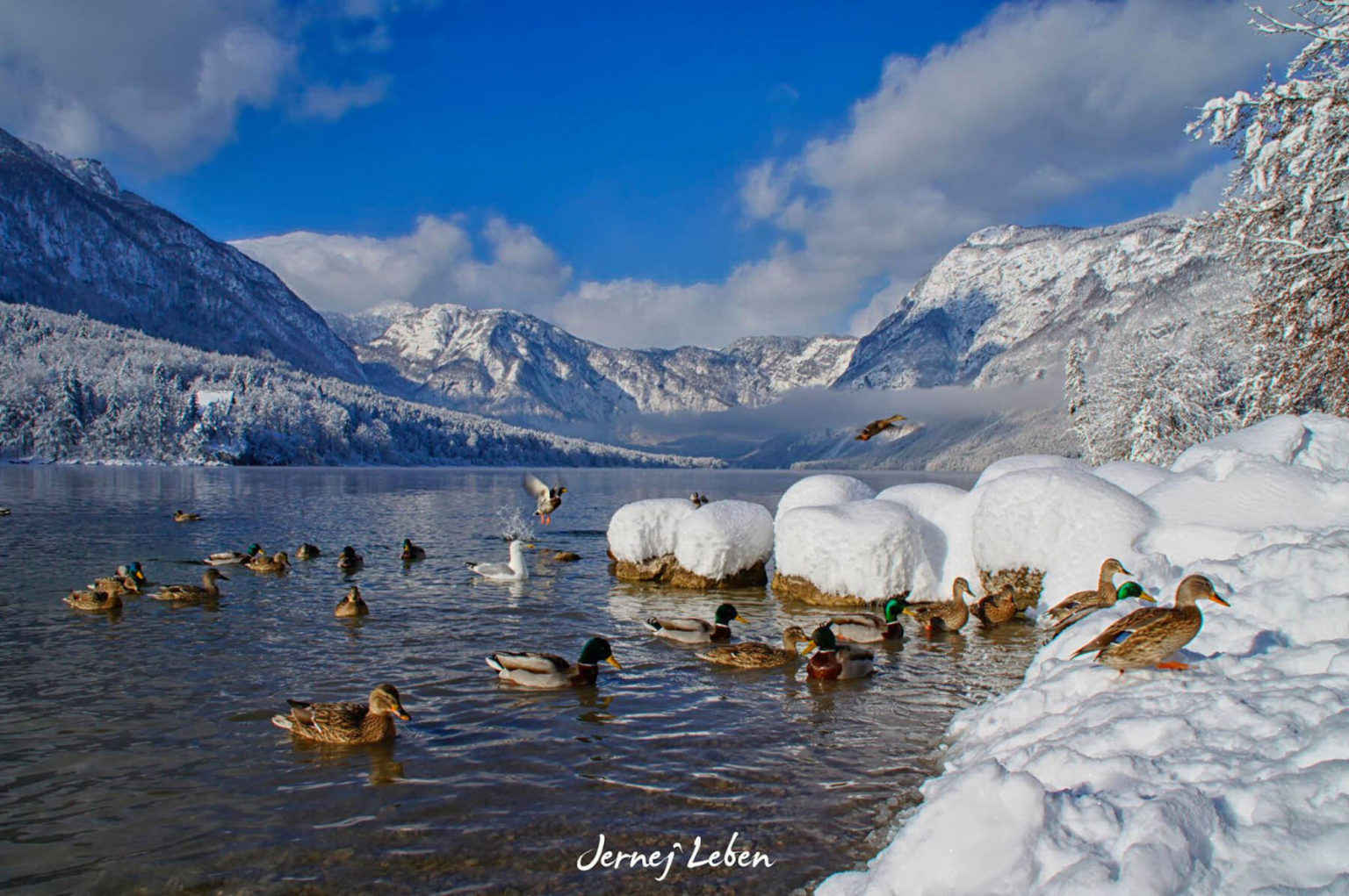 Photo Gallery: The Bled Area And Slovenia in Winter