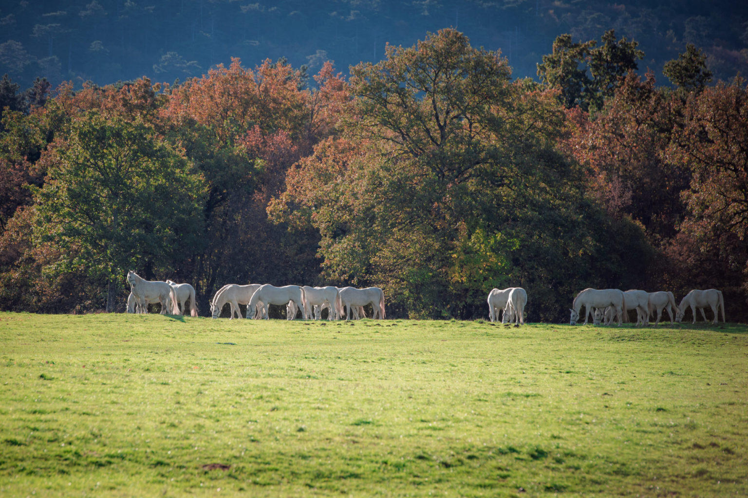Visit And Explore The Lipica Stud Farm In Slovenia